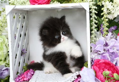 Rare Female Black And White Tuxedo Persian Kitten For Sale