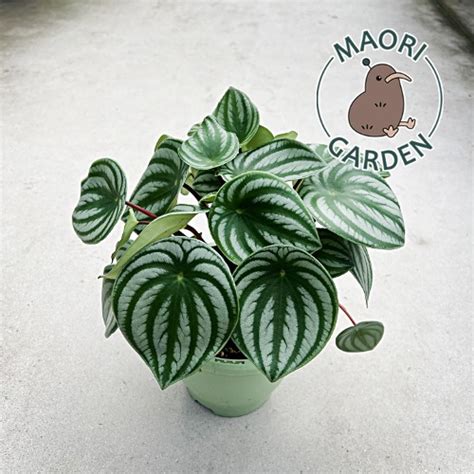 대성식물 수박페페 중형 실내공기정화식물 워터멜론 로미아키우기 대성식물