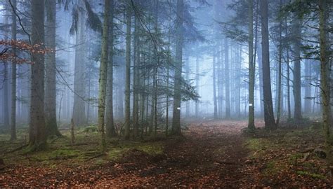 안개 속의 어두운 소나무 숲의 길 프렌치 알자스 보주 산맥 0명에 대한 스톡 사진 및 기타 이미지 0명 가을 계절 Istock