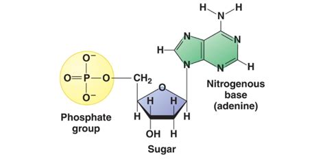 How Well You Know Dna Structure Quiz Quiz Flashcards And Trivia
