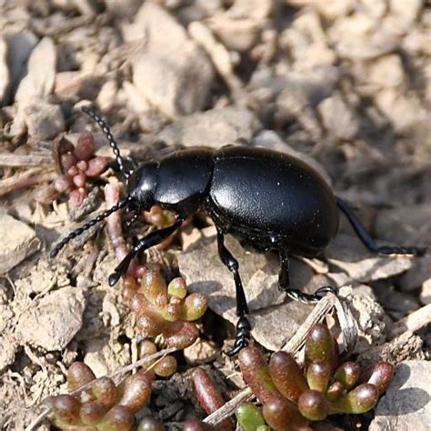 Bloody Nosed Beetle Timarcha Tenebricosa Insect Identification Guide