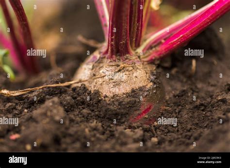 Sea Beet Beta Vulgaris Subsp Maritima Beetroot Table Garden Red Or Golden Beet Beet Root