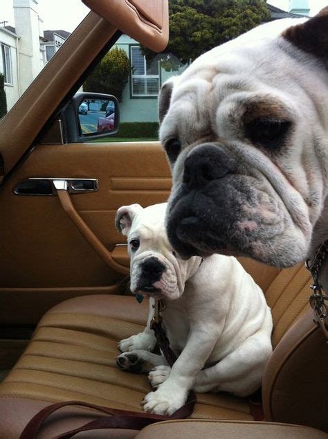 The Most Beautiful Princess Belle Flower Girl Dresses Girls Dresses