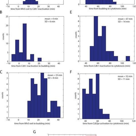 Timing Of Cell Cycle Intervals A A Histogram Of Times From Whi5