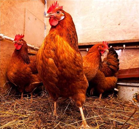 Курятник своими руками фото и чертежи на 10 и 20 кур. Hens, Rooster ...
