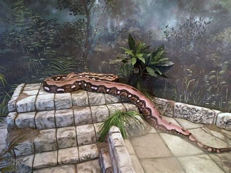 Jack Hanna The Python Dies At The Columbus Zoo Age 20 Guardian