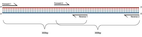 Probing Rna Structure With Dimethyl Sulfate Mutational Profiling With Sequencing In Vitro And In