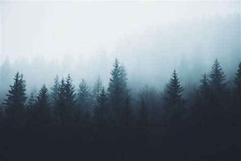 والپیپر ها و تصاویر زمینه منظره درختان کاج سر سبز و زیبا