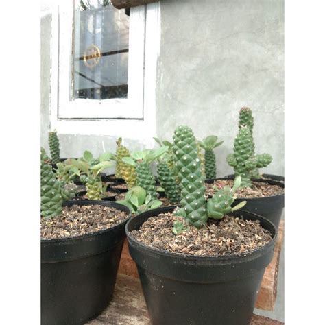 Jual Kaktus Pot Cm Pot Media Shopee Indonesia