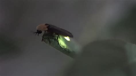 무주군 반딧불이 서식지 보호·정화 활동 펼쳐