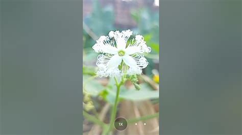 কেউ যদি ১০ বার সূরা ইখলাস পরে Youtube