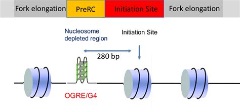 Figure 1 From University Of Birmingham Metazoan Dna Replication Origins Semantic Scholar