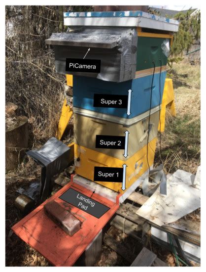 Applied Sciences Free Full Text On Video Analysis Of Omnidirectional Bee Traffic Counting
