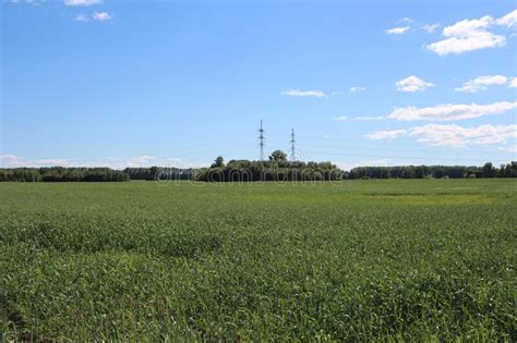 Green Grass In The Field Crops On The Lawn In Summer Agricultural Landscape Stock Image Image