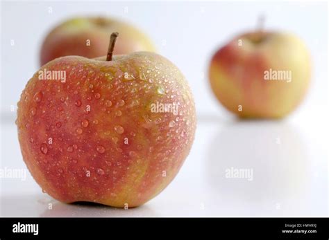 Apples Malus Domesticus Apples Inside Studio Indoor Free Plate Cut