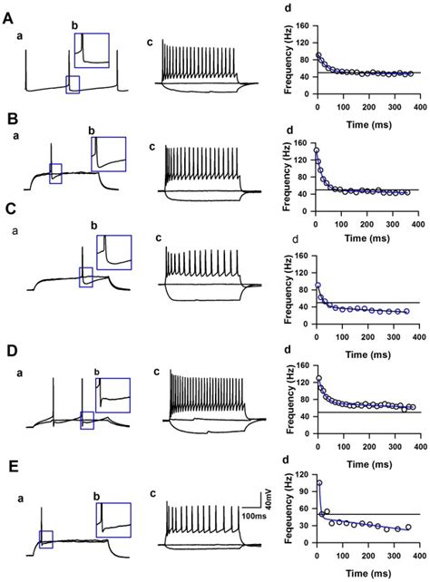 Unsupervised Clustering Of Neurons In Li Of The Acc A The