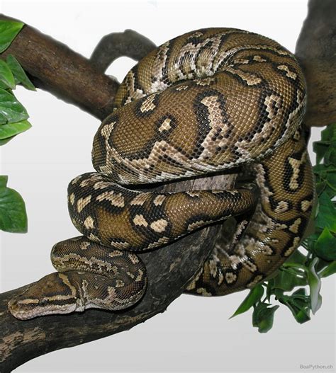 Angolan Python Facts And Pictures