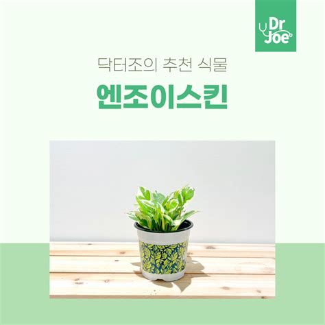 기술기반 농업전문기업 주 누보 공식 홈페이지 닥터조의 추천 식물 엔조이스킨 꽃말 특징 키우는 방법 관리