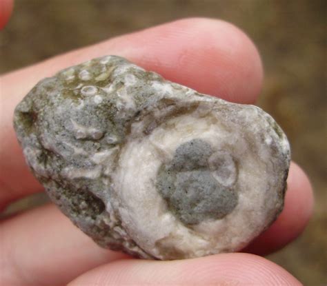 Crinoid Fragments Fossil ID The Fossil Forum