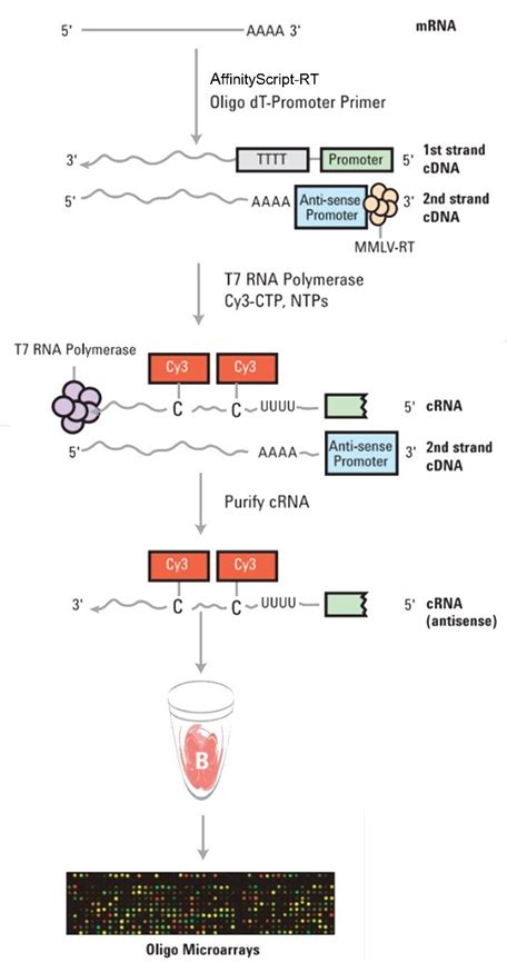 Mrna Microarray Report