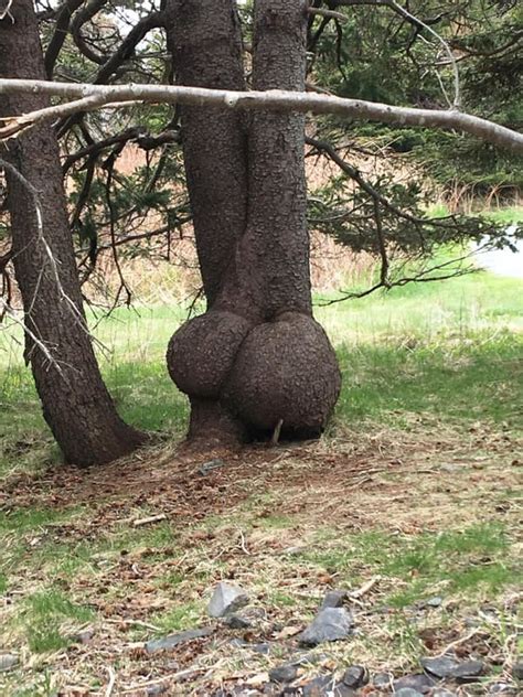 Trees That Look Like Well Butts