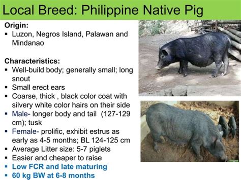 Swine Production Management Pptx
