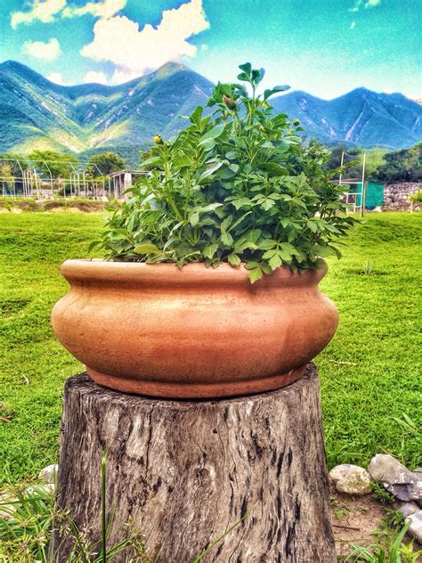 무료 이미지 경치 나무 자연 잔디 집 밖의 꽃 냄비 녹색 생기게 하다 흙 식물학 농업 정원 산들 관목 농원 농촌 지역 사람이 만든 물건