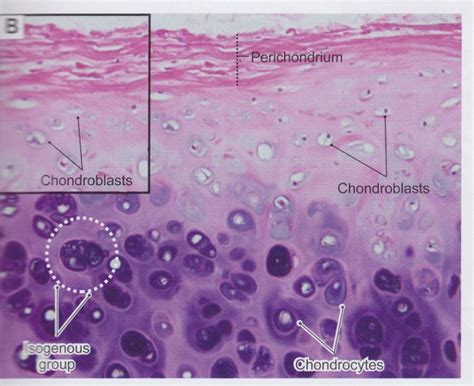 Vertebrate Histology Exam 2 Flashcards Easy Notecards