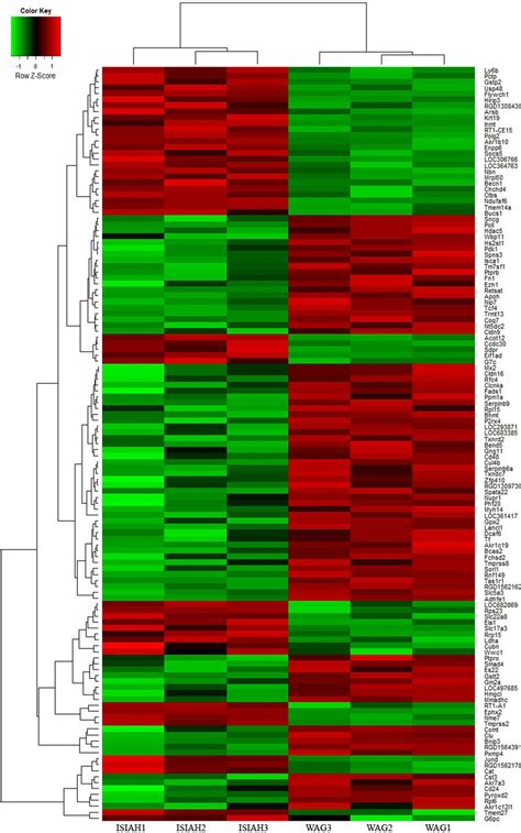 hierarchical clustering of the genes differentially expressed in renal