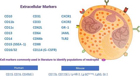 Labeled Neutrophil Diagram Cell Surface Rnas Control Neutrophil