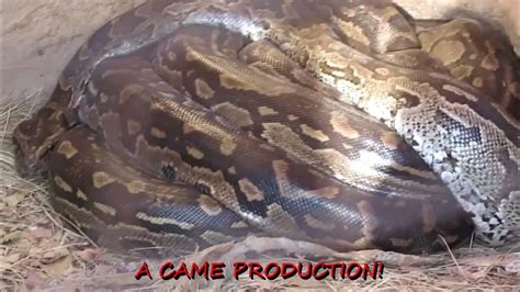 Watch A Heap Of Entangling Rock Pythons With Expert Commentary Youtube