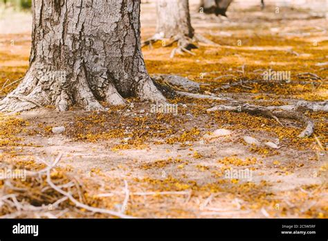 Selective Focus Complex Above Ground Root System Of A Tree Surrounded By Fallen Autumn Leaves