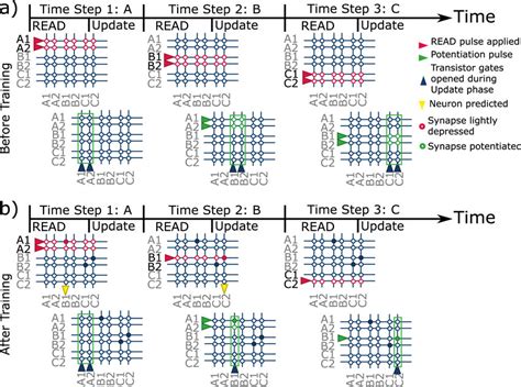 algorithm walk through a before the training all synapses are