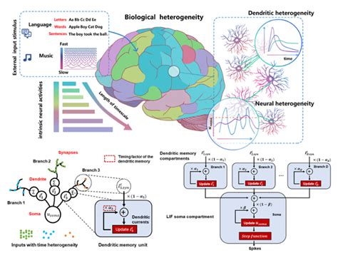 Nature Communications 集成时域树突异质性的新型脉冲神经网络模型 清华大学类脑计算研究中心