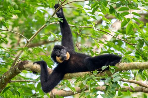 Southern Yellow Cheeked Crested Gibbon Gibbon Monkey From Canopy Of