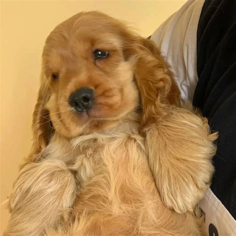 Cocker Spaniel ️ Tag Your Friends ️ Who Loves 🐶cocker Spaniel Credit