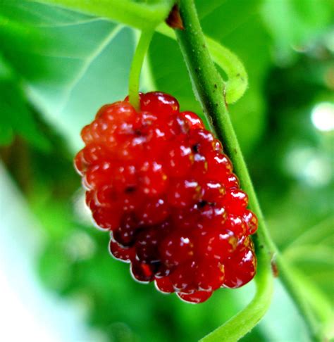 Berry Toned Ruby Red At Tandaltonblog Blog