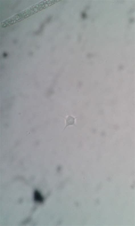 Algae Contamination Identification Researchgate