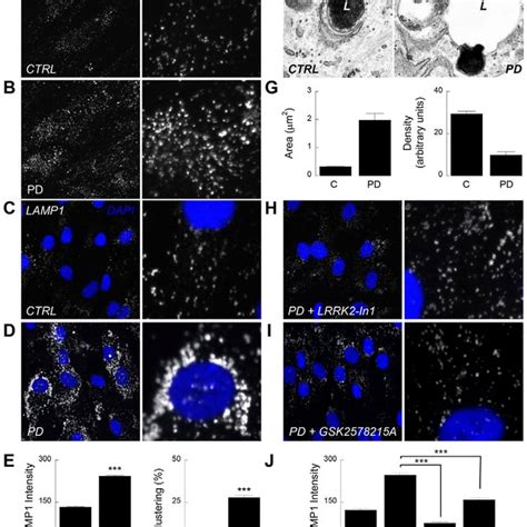 Orientation Of Membrane Budding Events Inward Budding Allows Vesicular