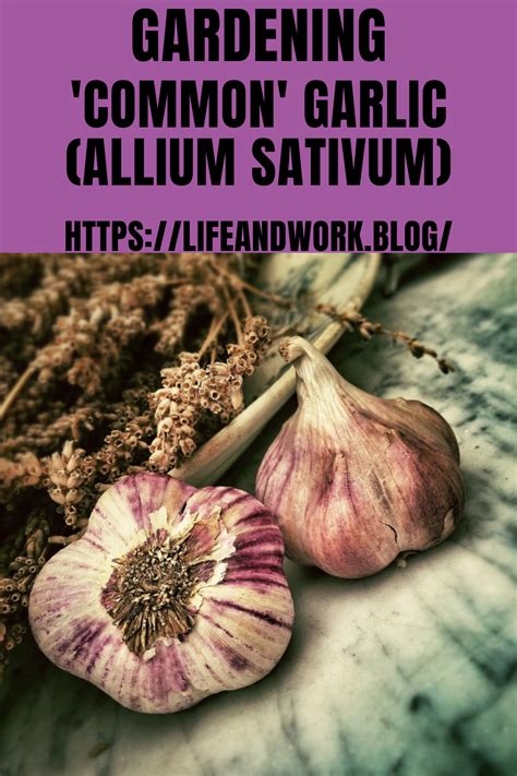 Common Garlic Allium Sativum