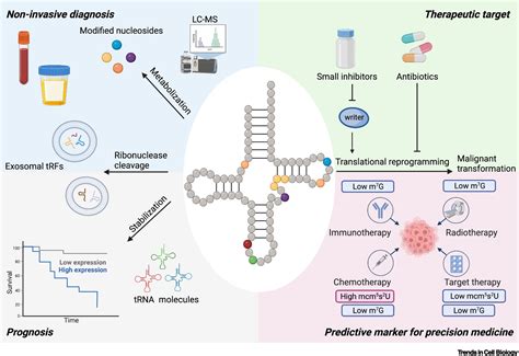 Trna Modifications Insights Into Their Role In Human Cancers Trends