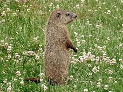 Wildlife Control Smith Wildlife Services