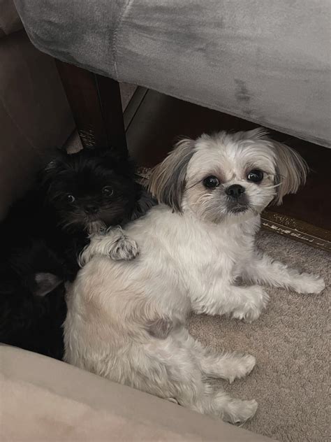 sister pic!! 💖 : r/Shihtzu