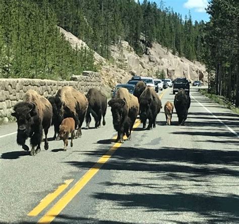 Guided Private Yellowstone Tours Old Faithful And Friends