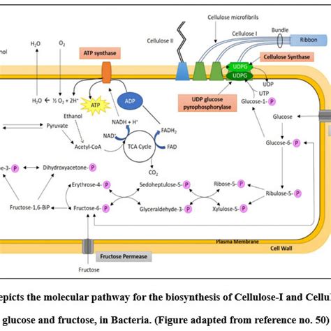 Bacterial Cellulose An Ecological Alternative As A Biotextile Biosciences Biotechnology