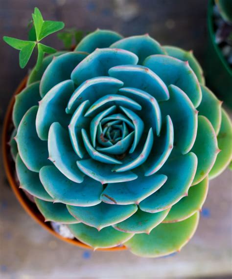 Terrific Teal 7 Dynamic Teal Plants To Grow In Your Garden Gardening Know How