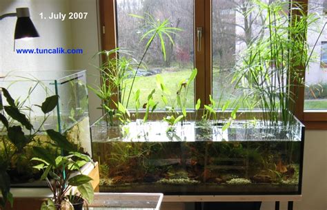 Biotope In My Study A Low Tech Natural Aquarium Tuncalik Com Natural Aquariums And