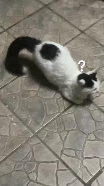 Gato Pregunta Meme By Diegomoon Memedroid