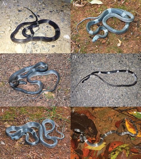 Lycodon Maculatus Comb Nov From China In Life A The Adult Female