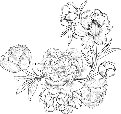 Peony Flower Drawing Isolated Buttercup Flower Hand Drawn Vector